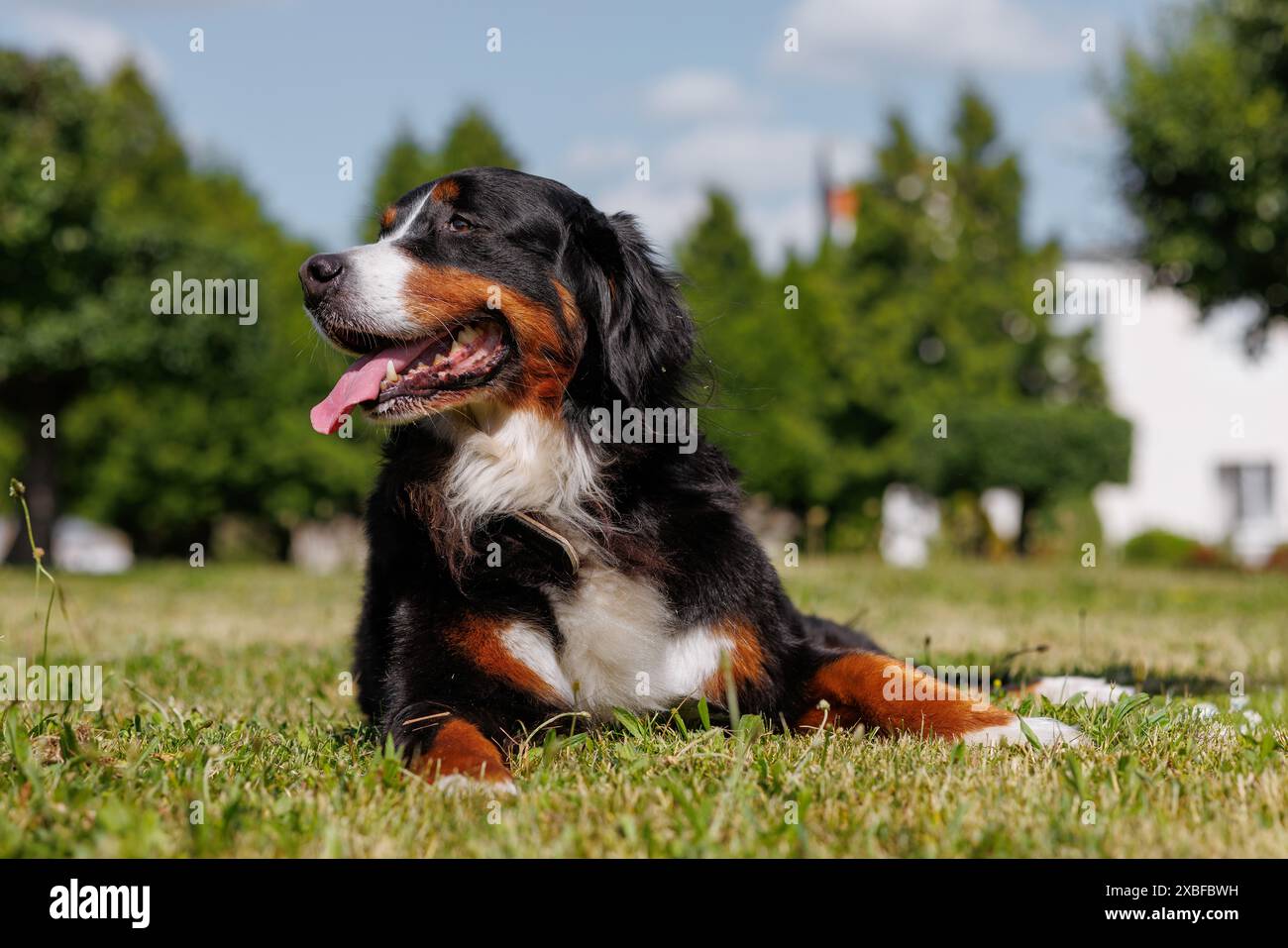 portrait of a large beautiful dog with his tongue hanging out against ...