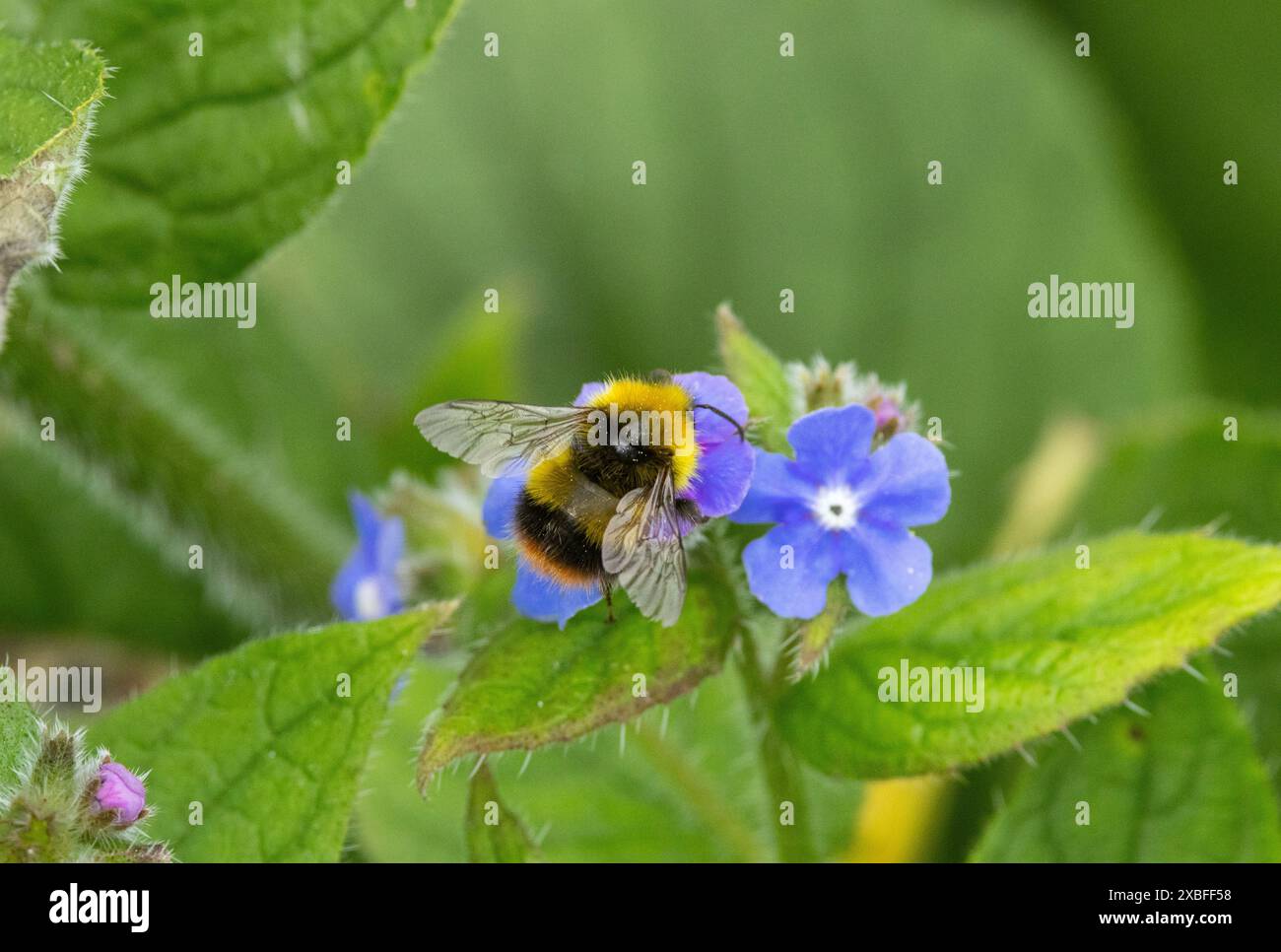 The Early-nesting Bumble-Bee is a small widespread bumble-bee and often ...