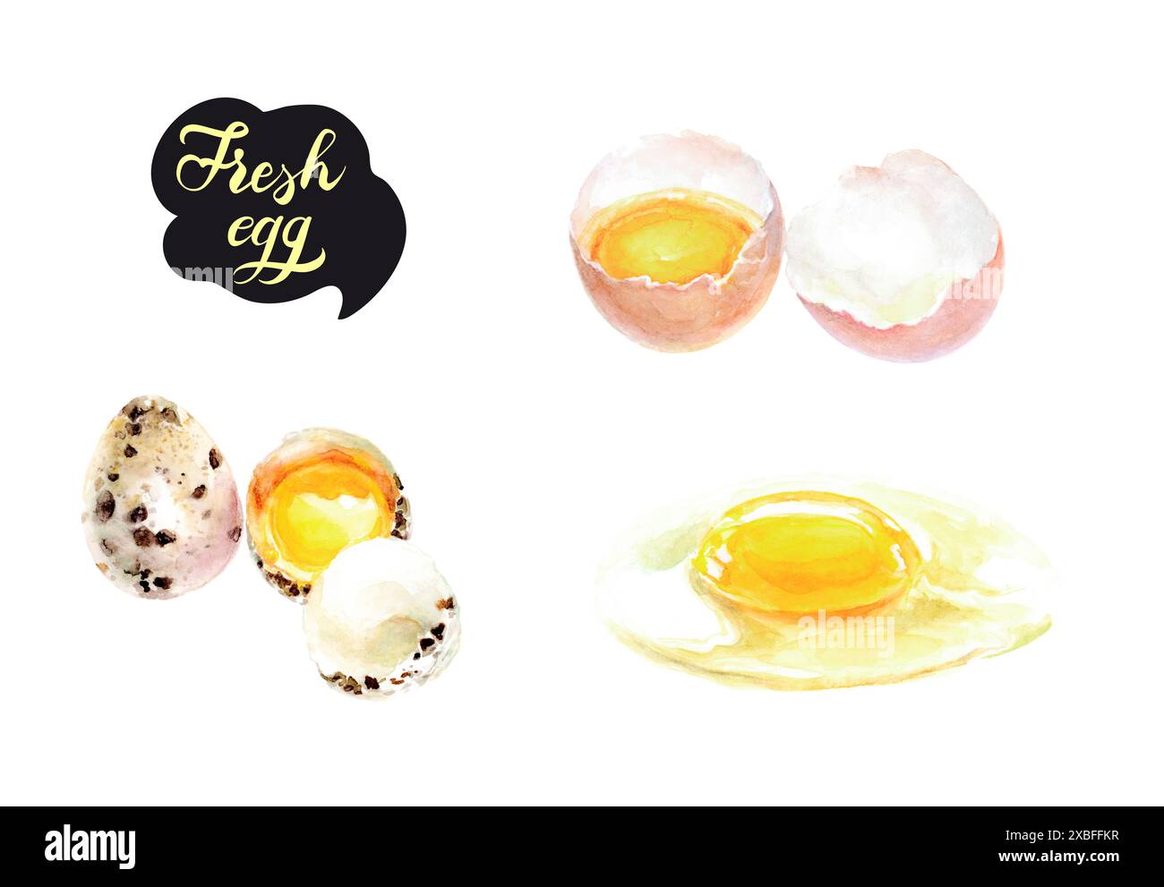 Illustrated watercolor Fresh Eggs Collection: Whole, Cracked, and Fried Eggs on White Background ...