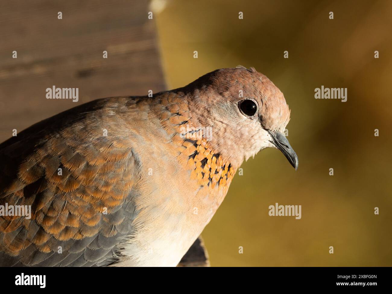 The Laughing Dove is smaller member of the family and common and ...
