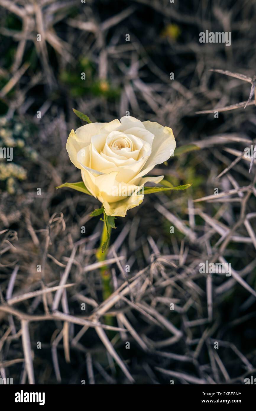 White rose in thorn bushes Stock Photo - Alamy