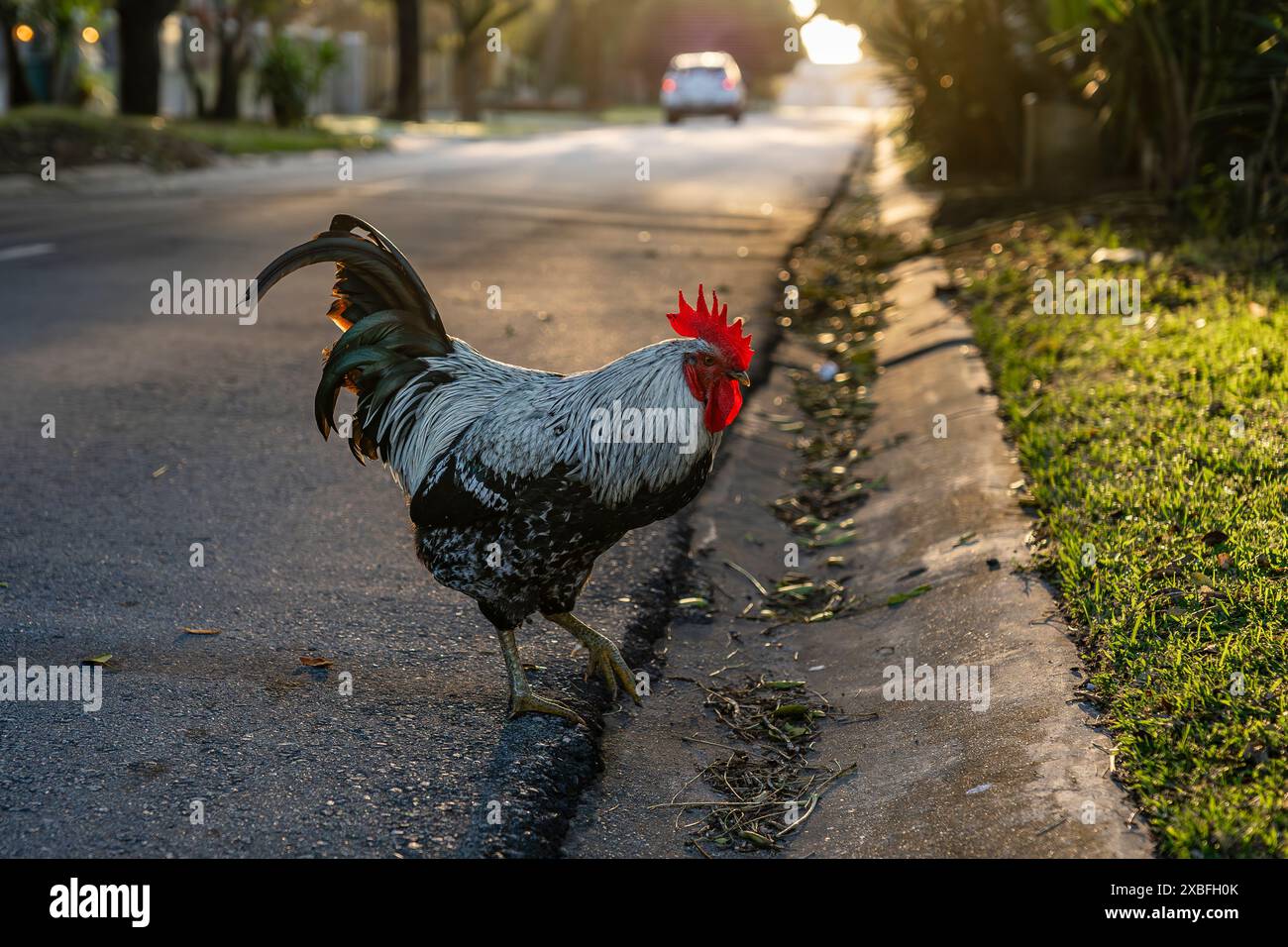 Chicken crossing the road. Lorraine, Gqeberha, South Africa Stock Photo ...