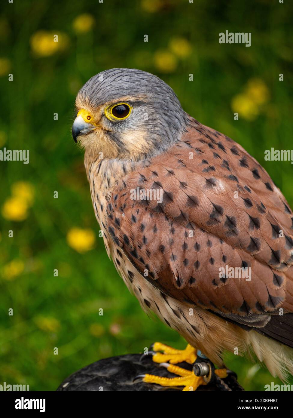 The common kestrel is a bird of prey species. It is also known as the ...