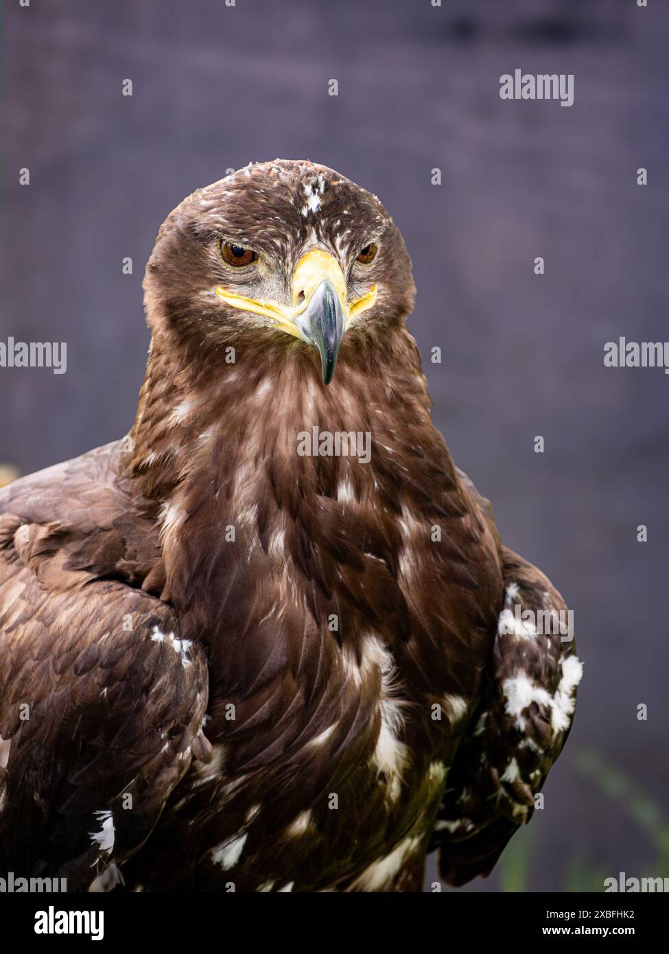 The steppe eagle (Aquila nipalensis) is a large bird of prey. Stands ...