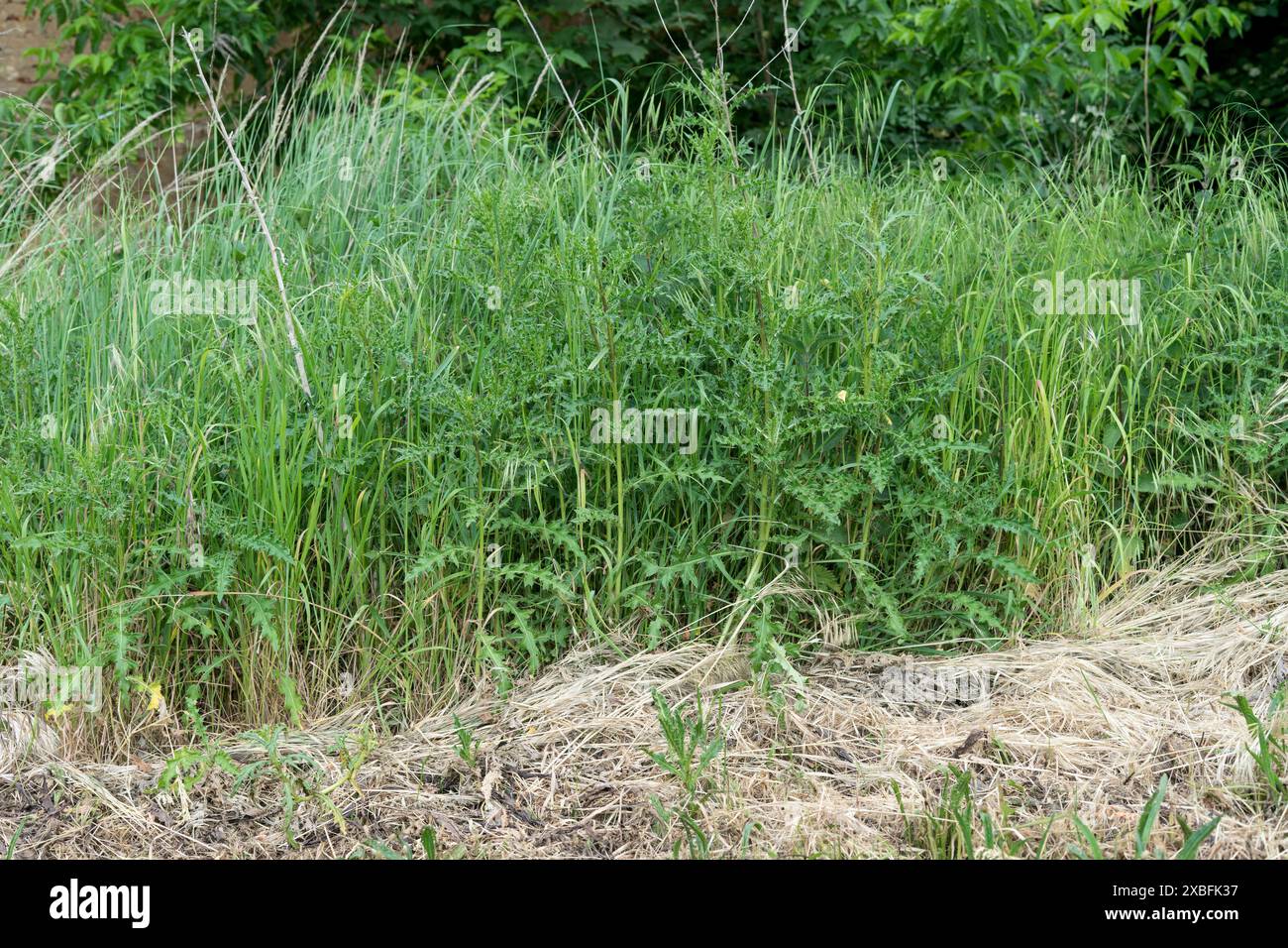 Meadow garden plants hi-res stock photography and images - Alamy