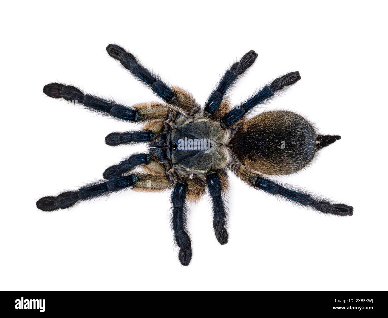 Top view of vivid blue colored Monocentropus balfouri aka Socotra ...