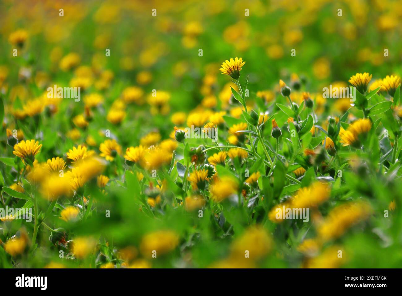 Field of yellow wild flowers hi-res stock photography and images - Alamy