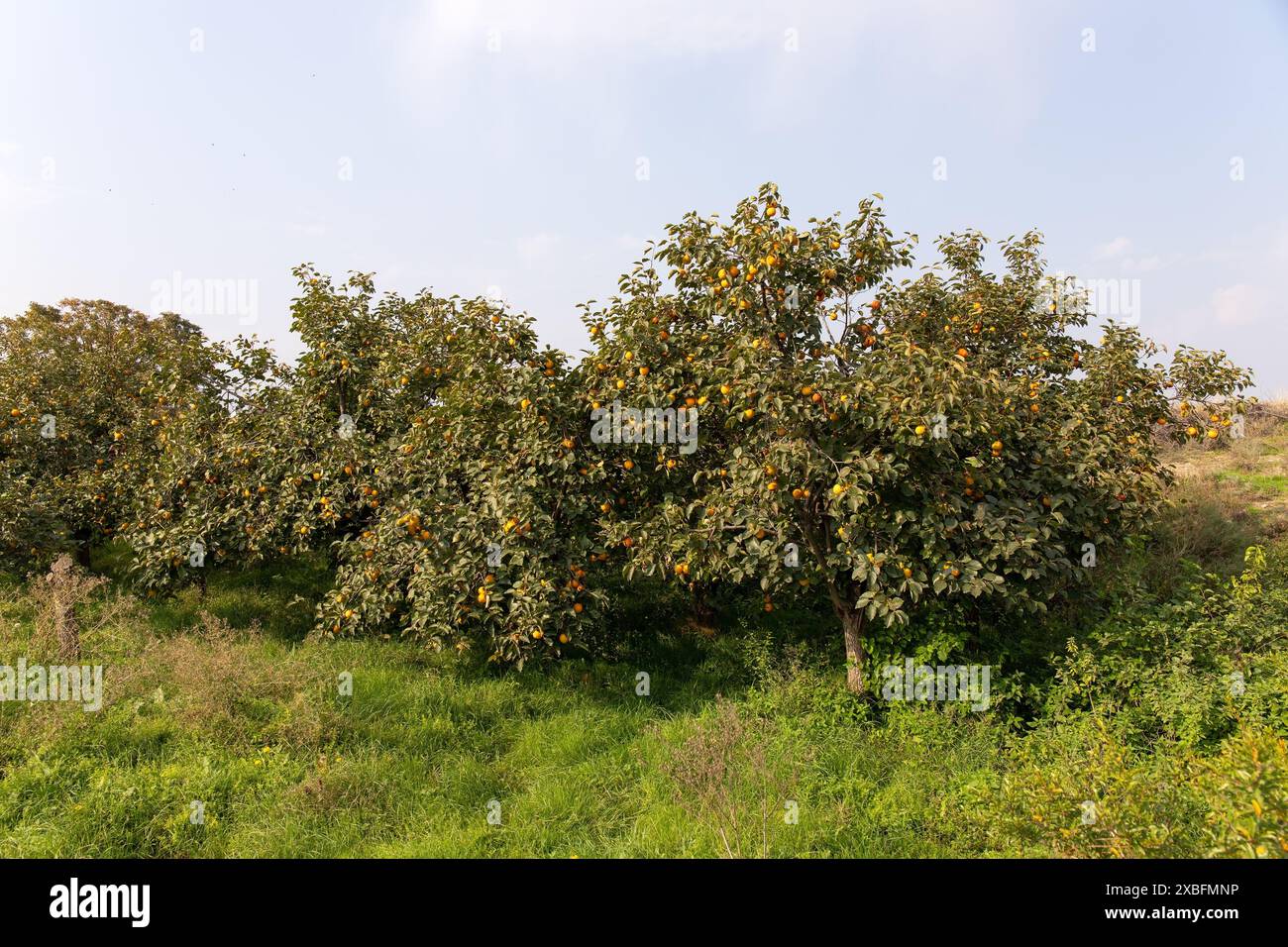 Large garden with persimmon fruits on the trees. Azerbaijan Stock Photo ...