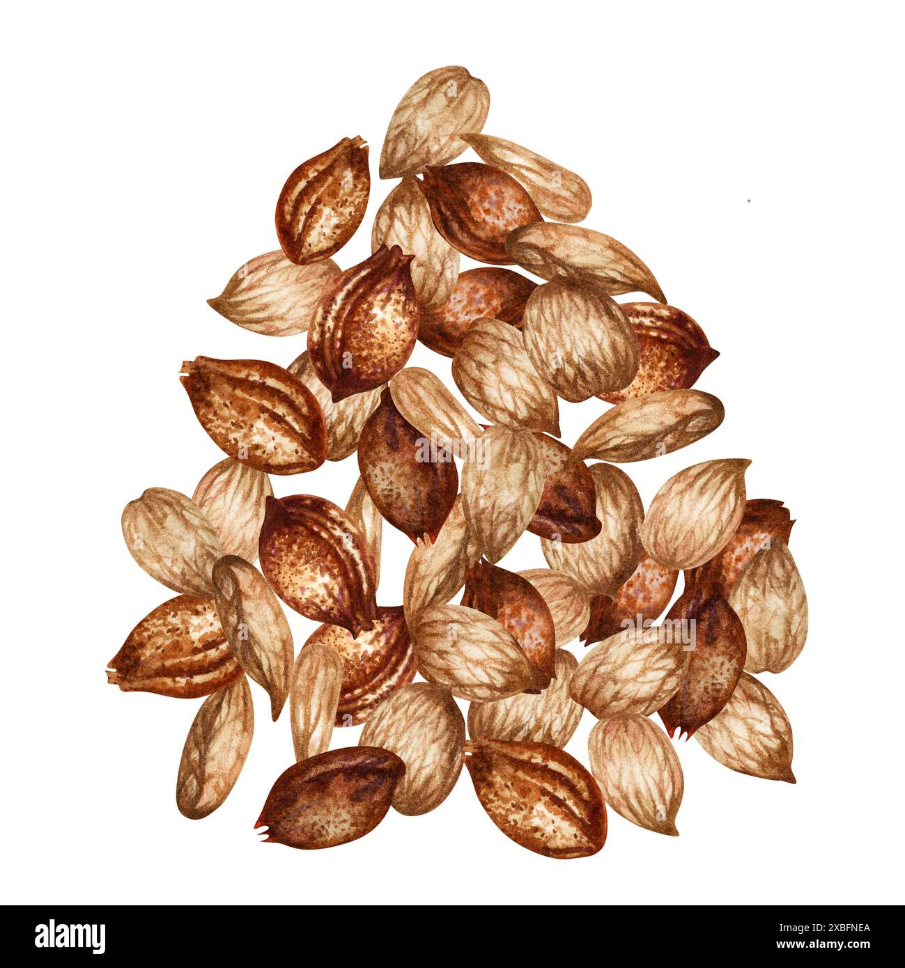 Apricot kernels and seeds. Watercolor illustration for the design of ...