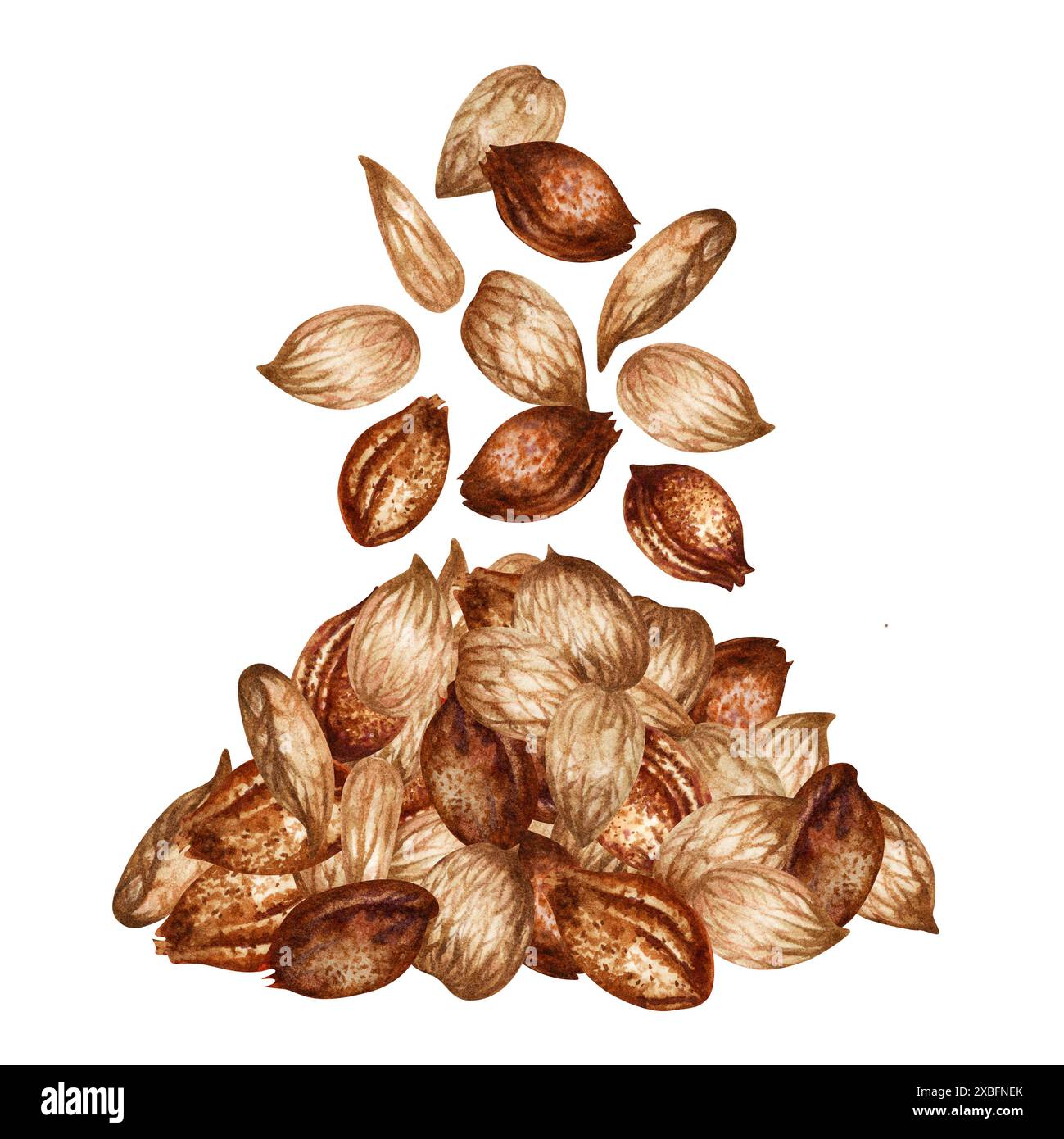 Apricot kernels and seeds. Watercolor illustration for the design of ...
