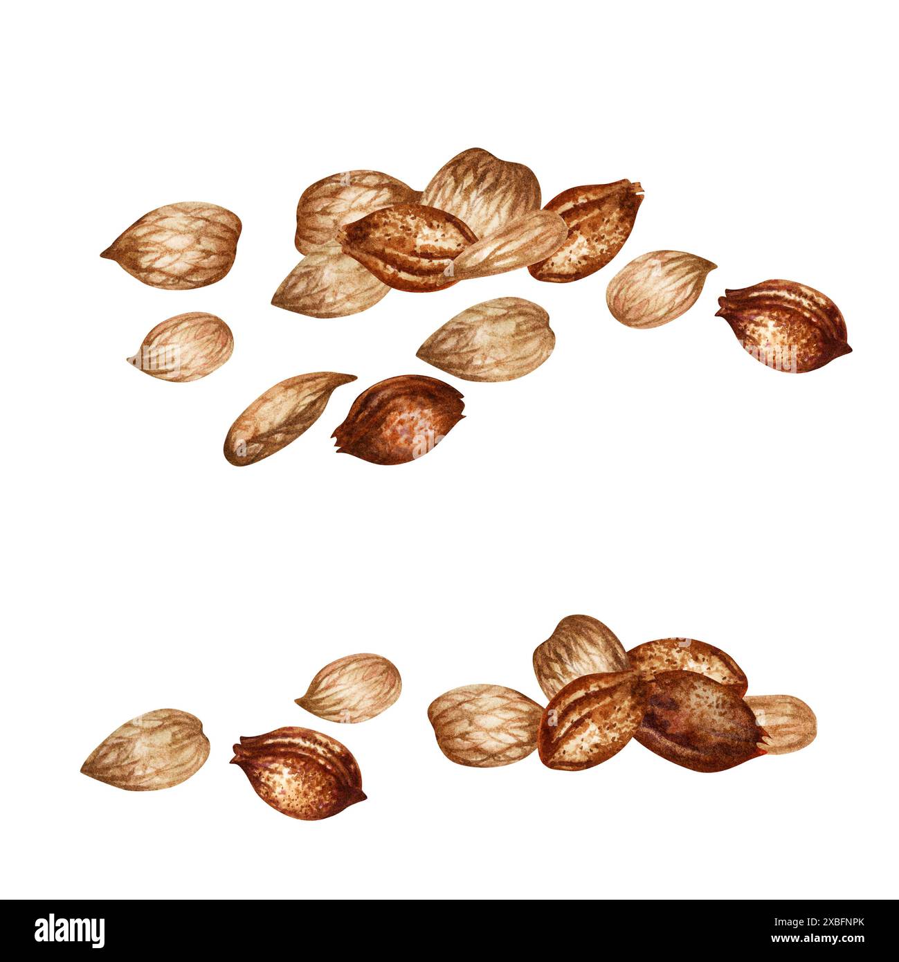 Apricot kernels and seeds. Watercolor illustration for the design of ...