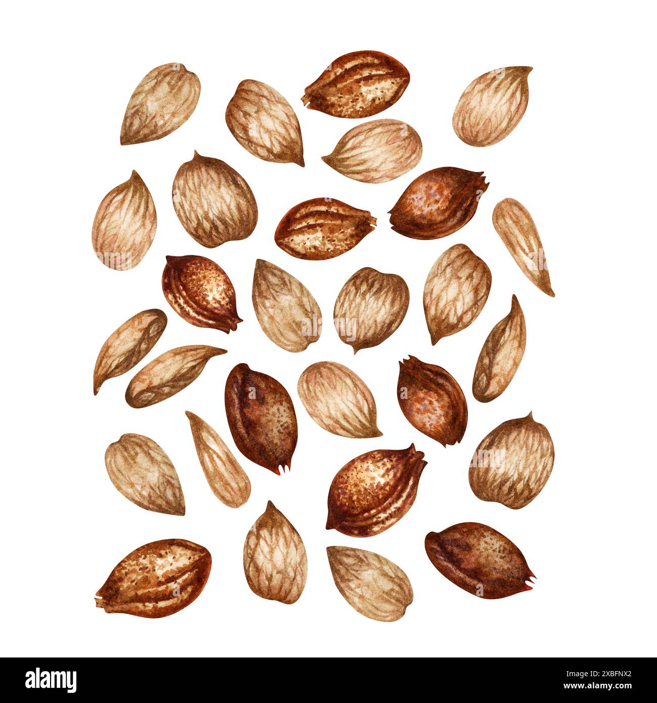 Apricot kernels and seeds. Watercolor illustration for the design of ...