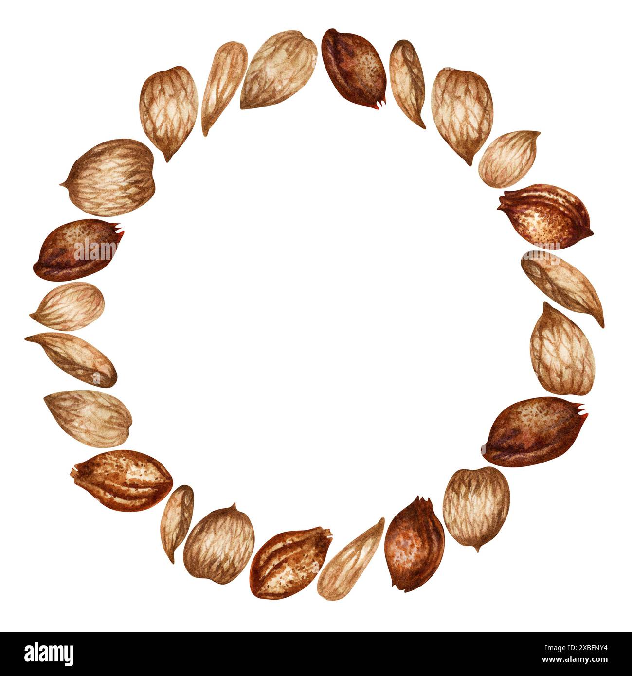 Round frame of apricot kernels and seeds. Watercolor illustration for ...