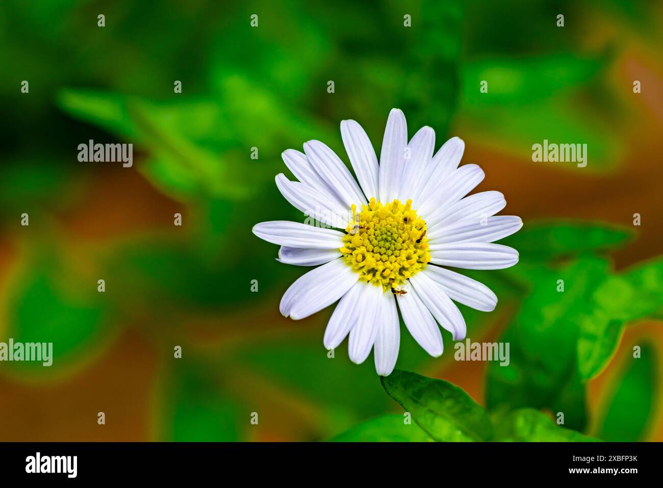 Top view of blooming single white Aster flower, white health aster ...