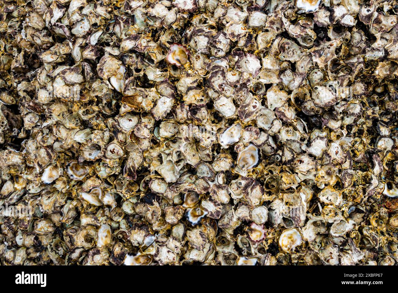 Closeup texture of empty oyster shells with barnacles pile up on the ...