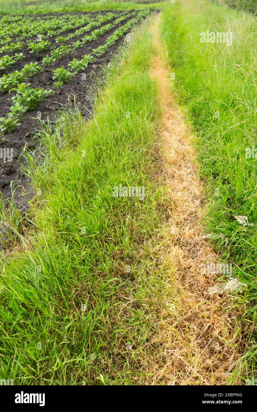 Chemical damage to grass hi-res stock photography and images - Alamy