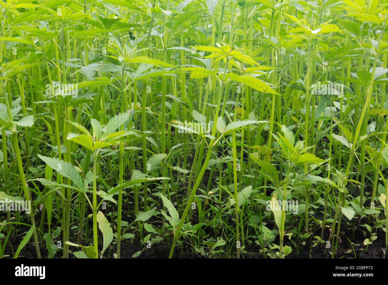 View into a young crop of Hemp Stock Photo - Alamy