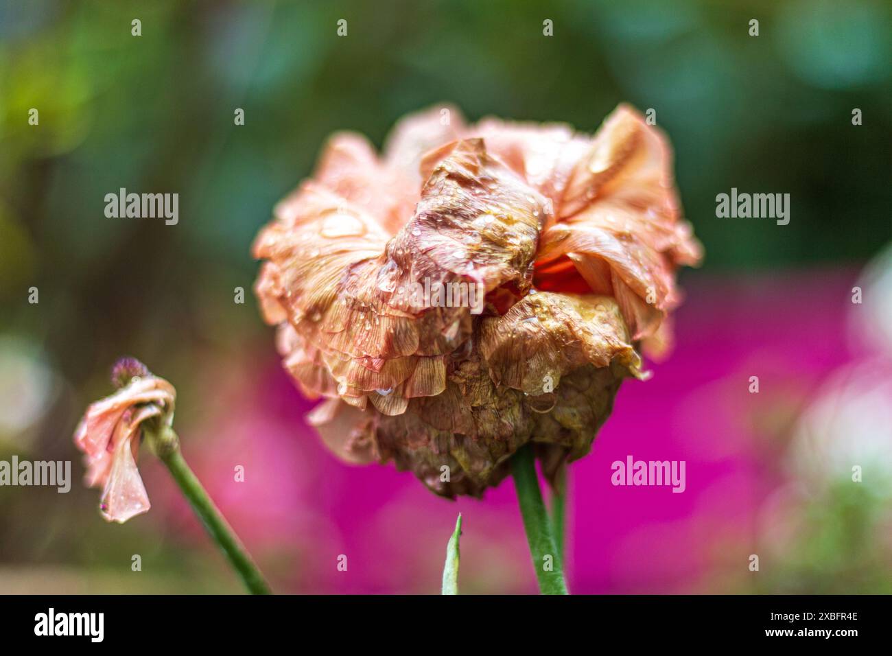 Dying flower after rain Stock Photo - Alamy