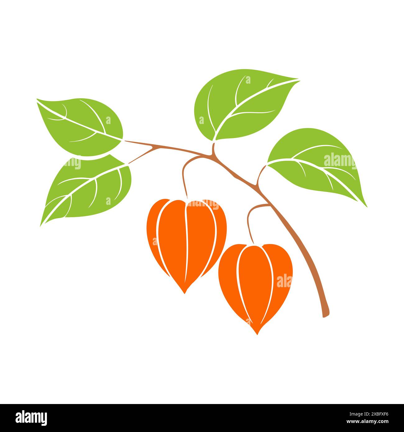 Physalis decorative branch of dried flowers for autumn, isolated on ...