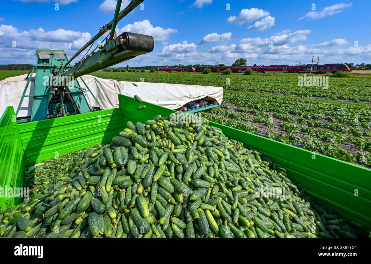 12 June 2024, Brandenburg, Lübben: A so-called cucumber plane, on which ...