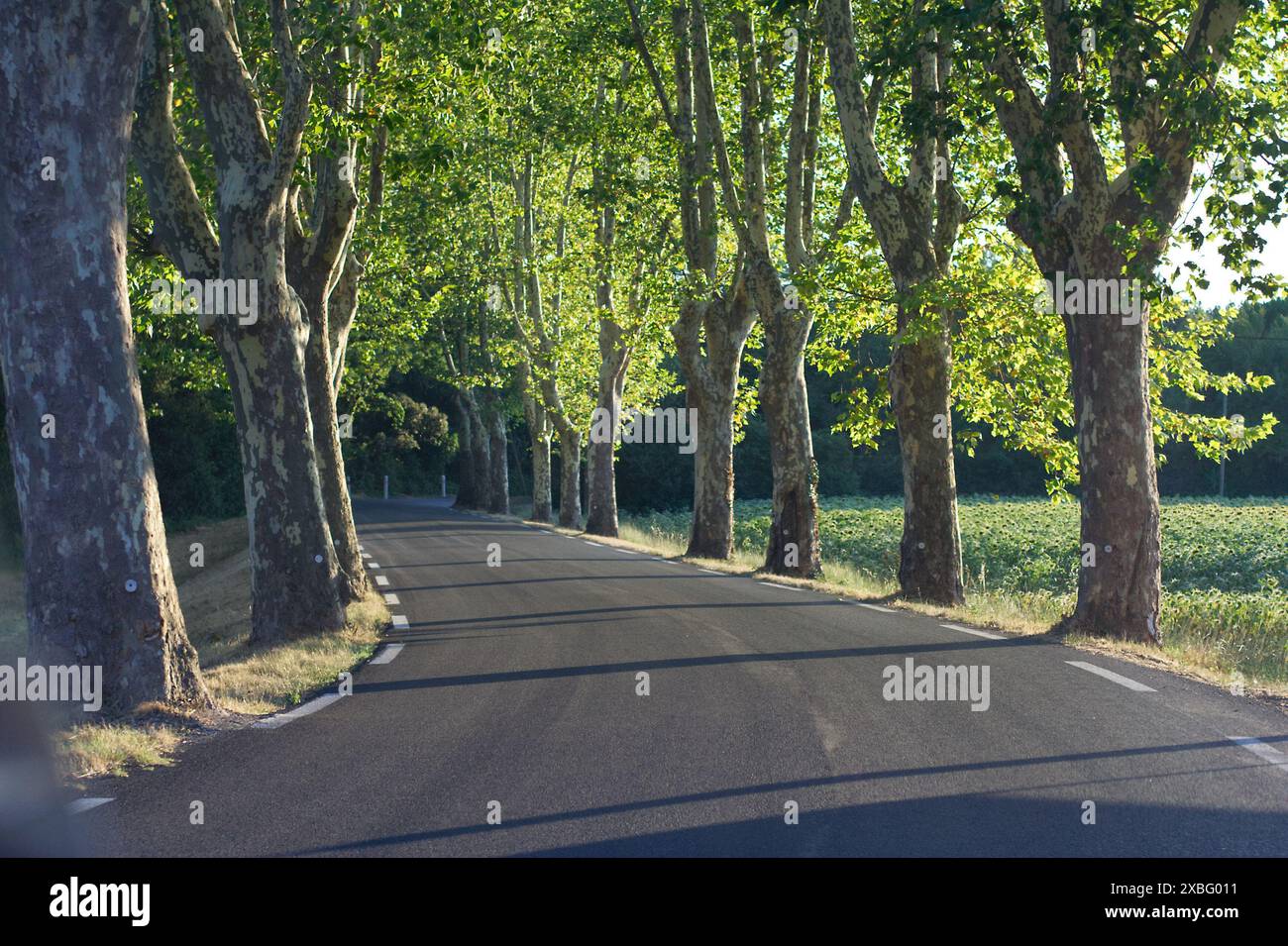Typical French Tree Lined Road Stock Photo - Alamy