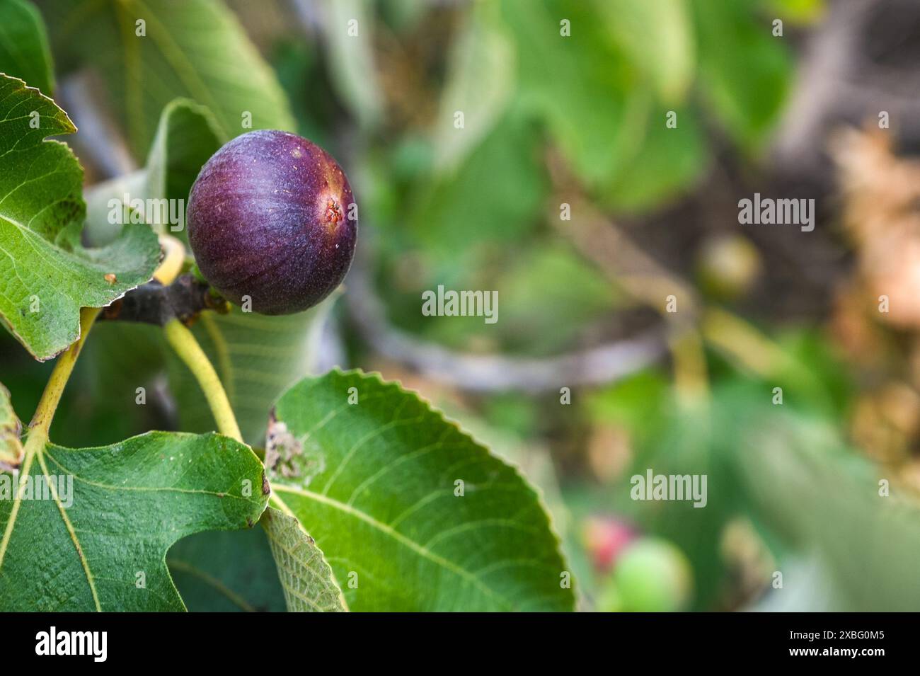 ripe fig fruit hanging on the branch of fig tree in greenhouse ...
