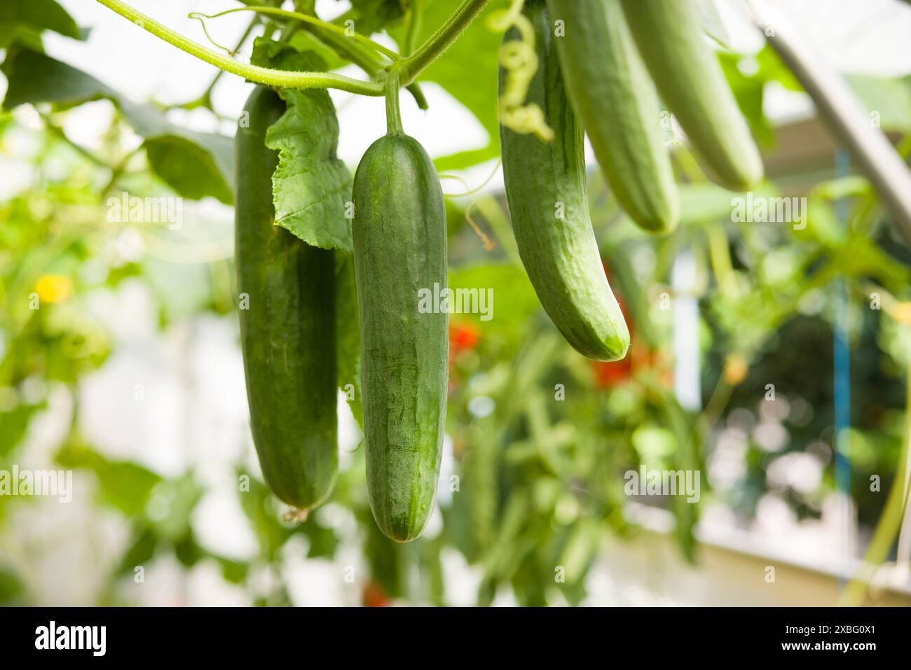 Cucumber growing in large garden hi-res stock photography and images - Alamy