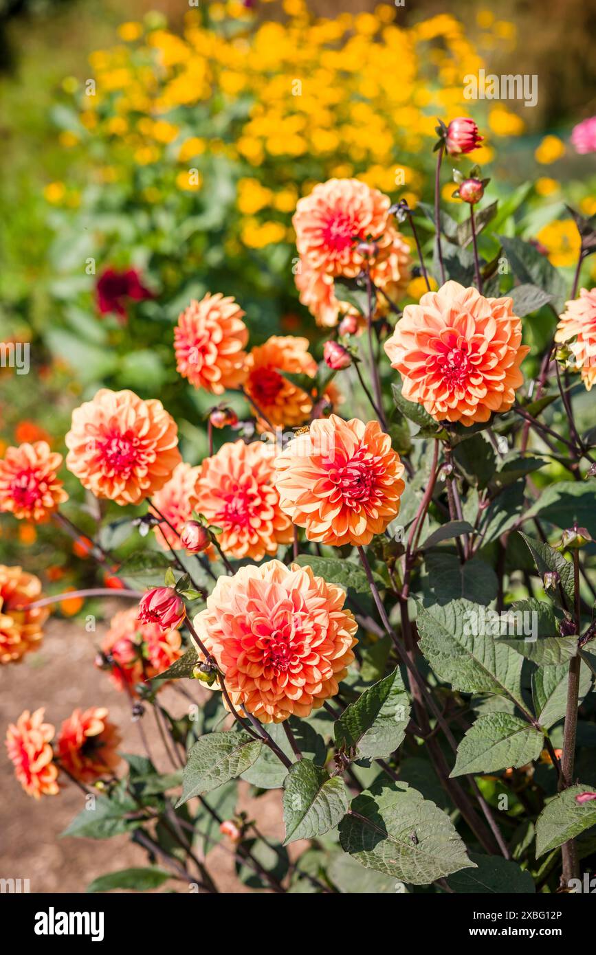 Orange dahlias, dahlia flowers in a garden flowerbed in summer, English ...