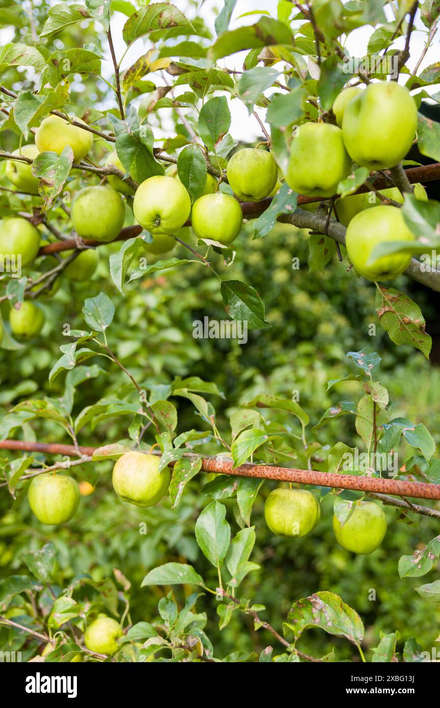 Ripe green eating apples in orchard. Growing apple trees espalier in a ...