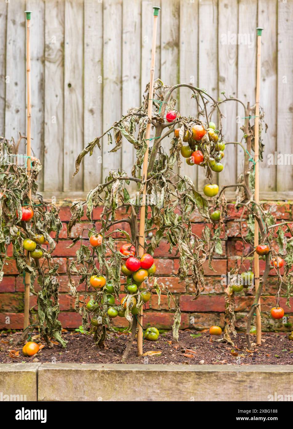 Vine tomato plants wilted with blight disease growing in a UK garden ...
