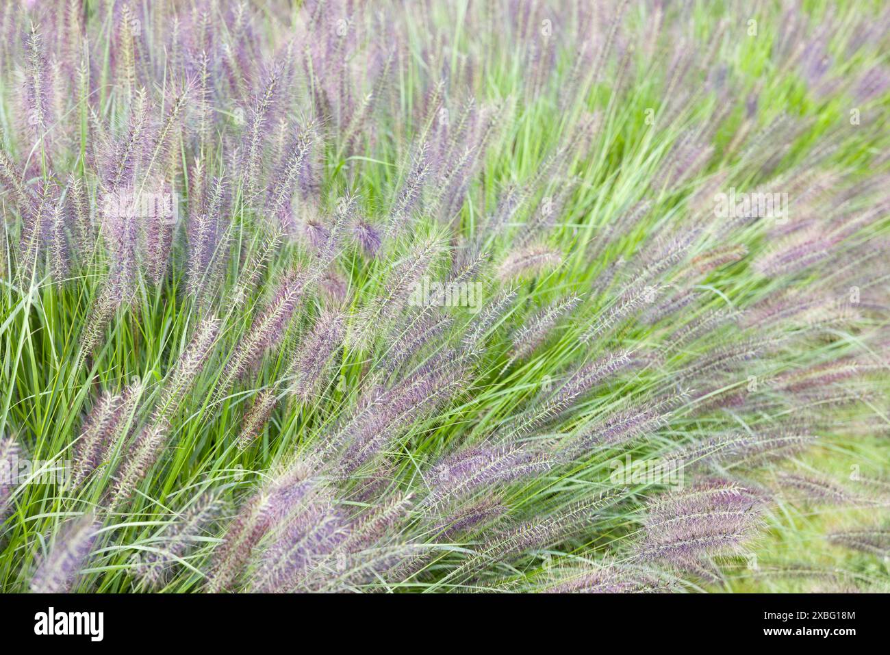 Grasses ornamental hi-res stock photography and images - Alamy