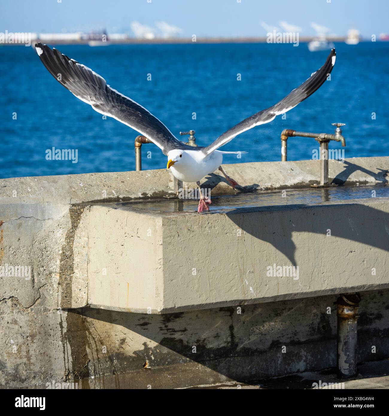 Seagull taking flight from seawall at a harbor Stock Photo - Alamy
