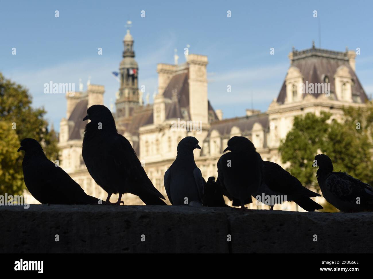 Pigeons in front of the Hôtel de Ville (City Hall) in Paris, France ...