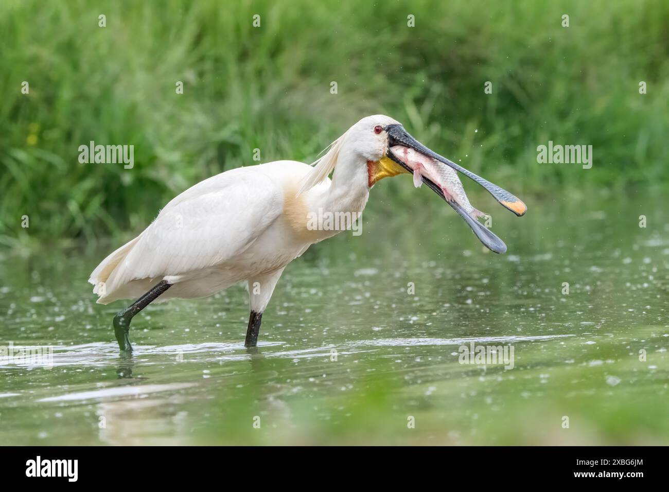 Eurasian Spoonbill, Platalea leucorodia, single adult feeding on large ...