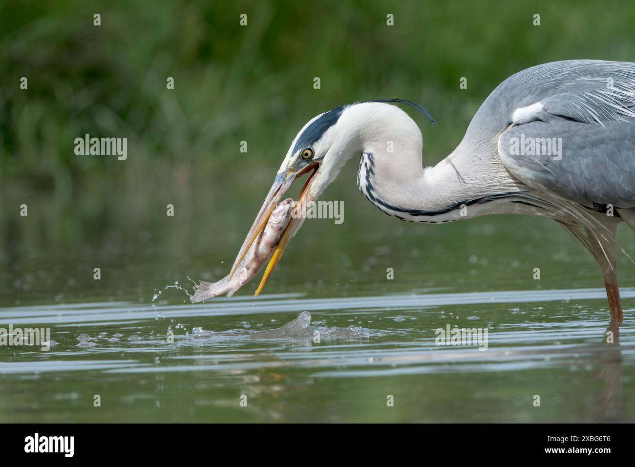 Grey Heron, Ardea cinerea, single adult eating large fish while ...