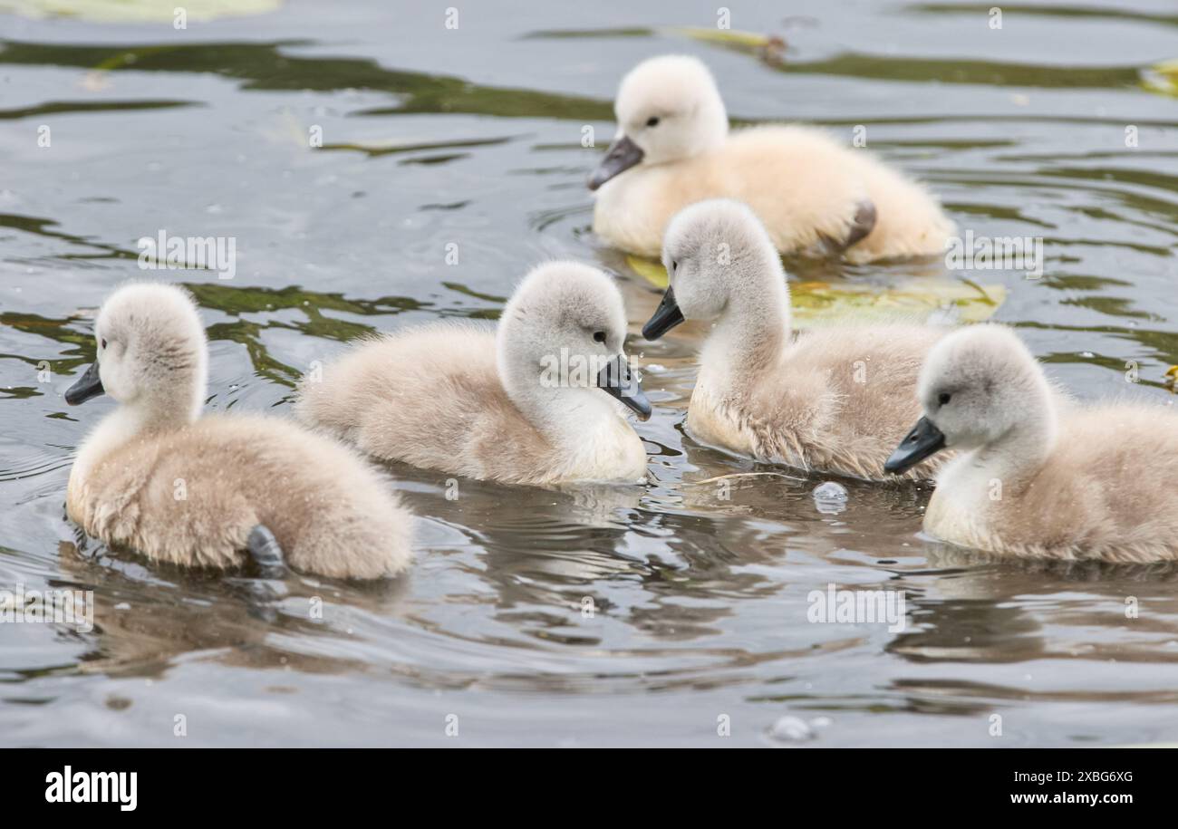 PRODUCTION - 12 June 2024, Hamburg: Three to four-day-old swan chicks ...