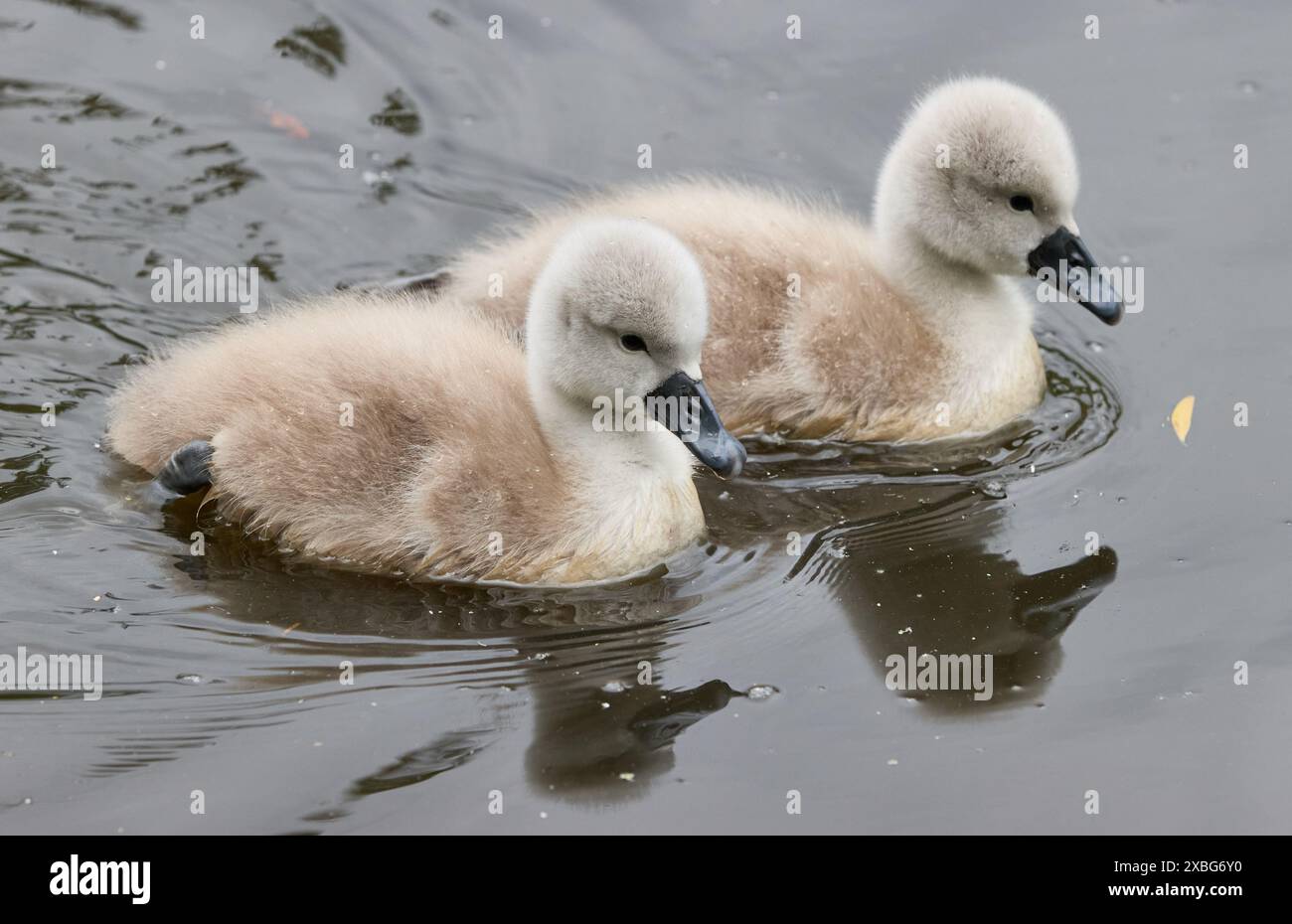 PRODUCTION - 12 June 2024, Hamburg: Three to four-day-old swan chicks ...