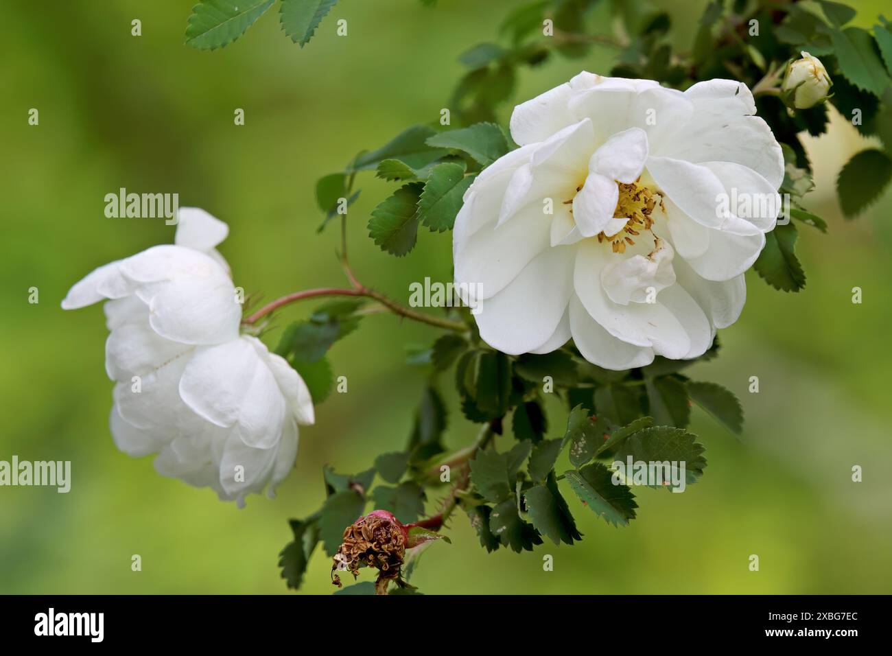 White fragrant flowers of rosa spinosissima (Rosa pimpinellifolia ...