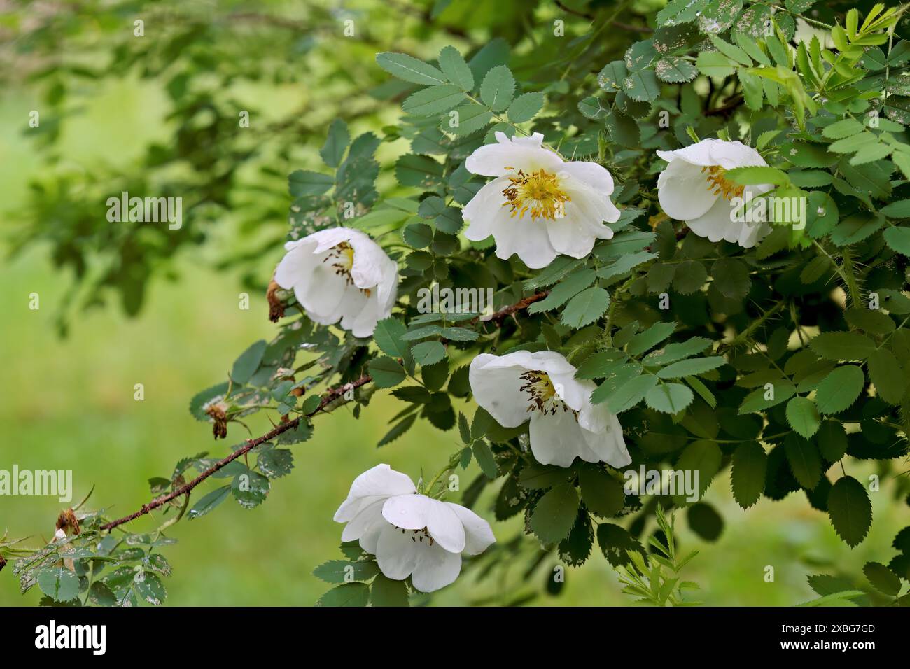 White fragrant flowers of rosa spinosissima (Rosa pimpinellifolia ...