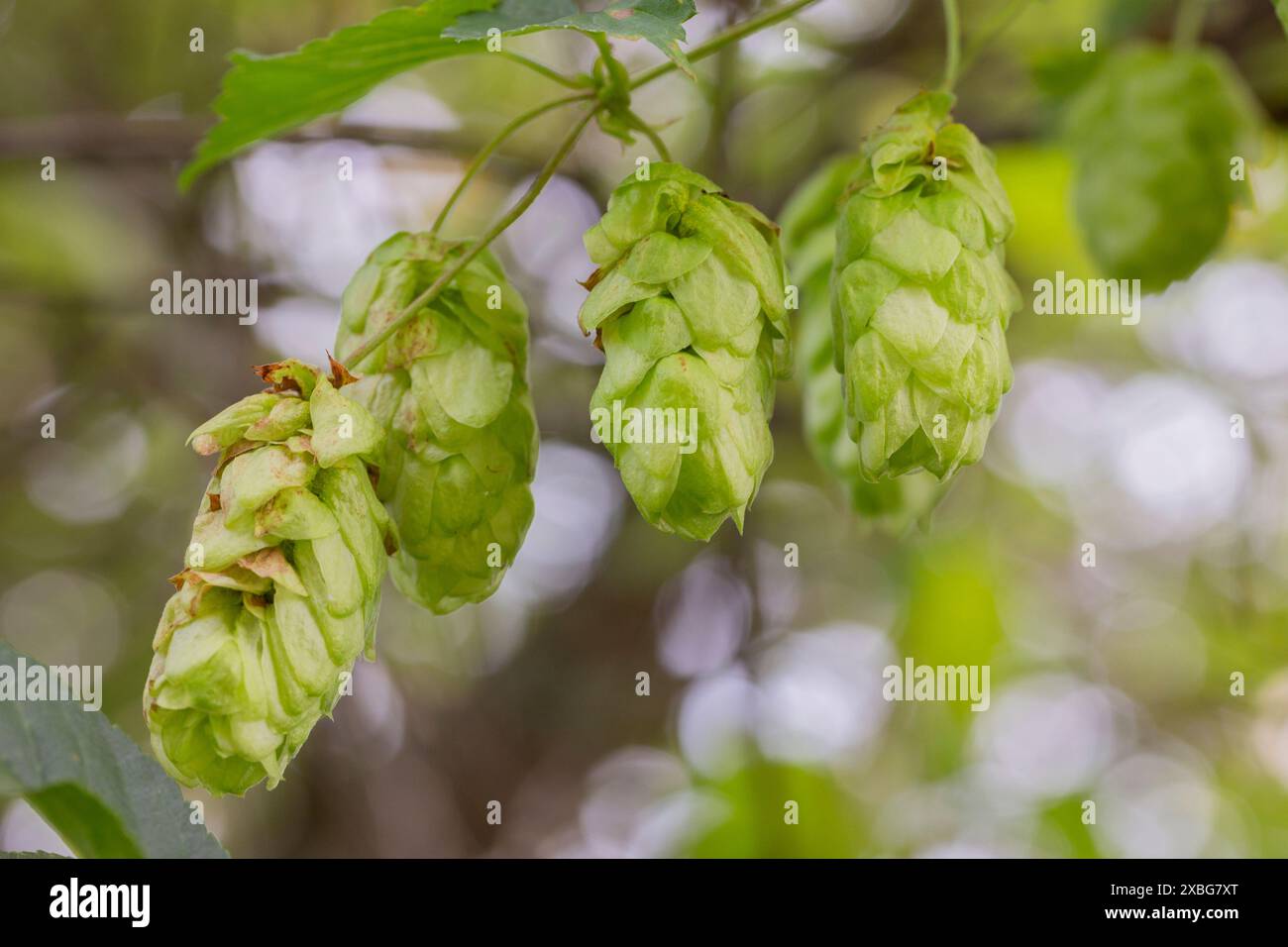 Hop cones grow on the stem of the plant in the garden Stock Photo - Alamy
