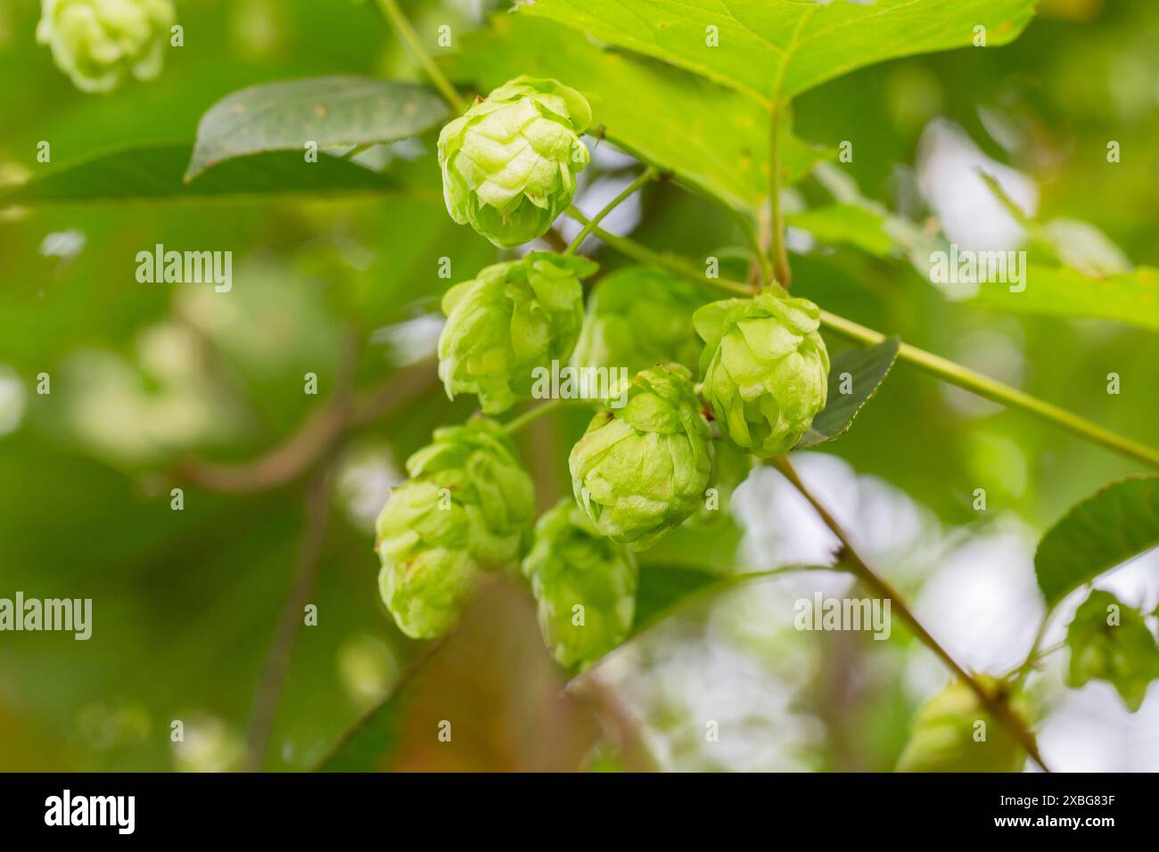 Hop cones grow on the stem of the plant in the garden Stock Photo - Alamy