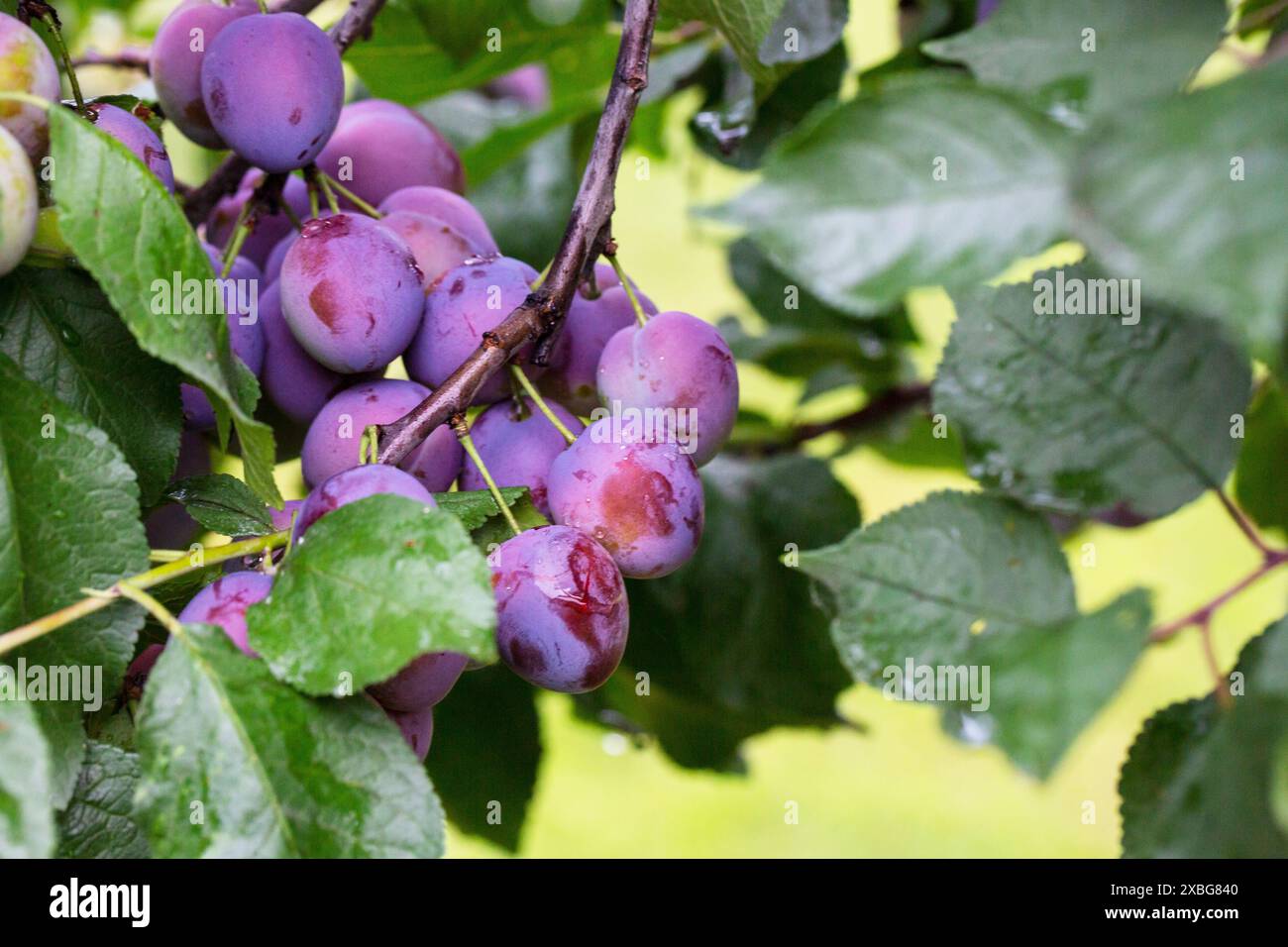 Ripe red plums on the branch with dew droplets in the garden Stock ...