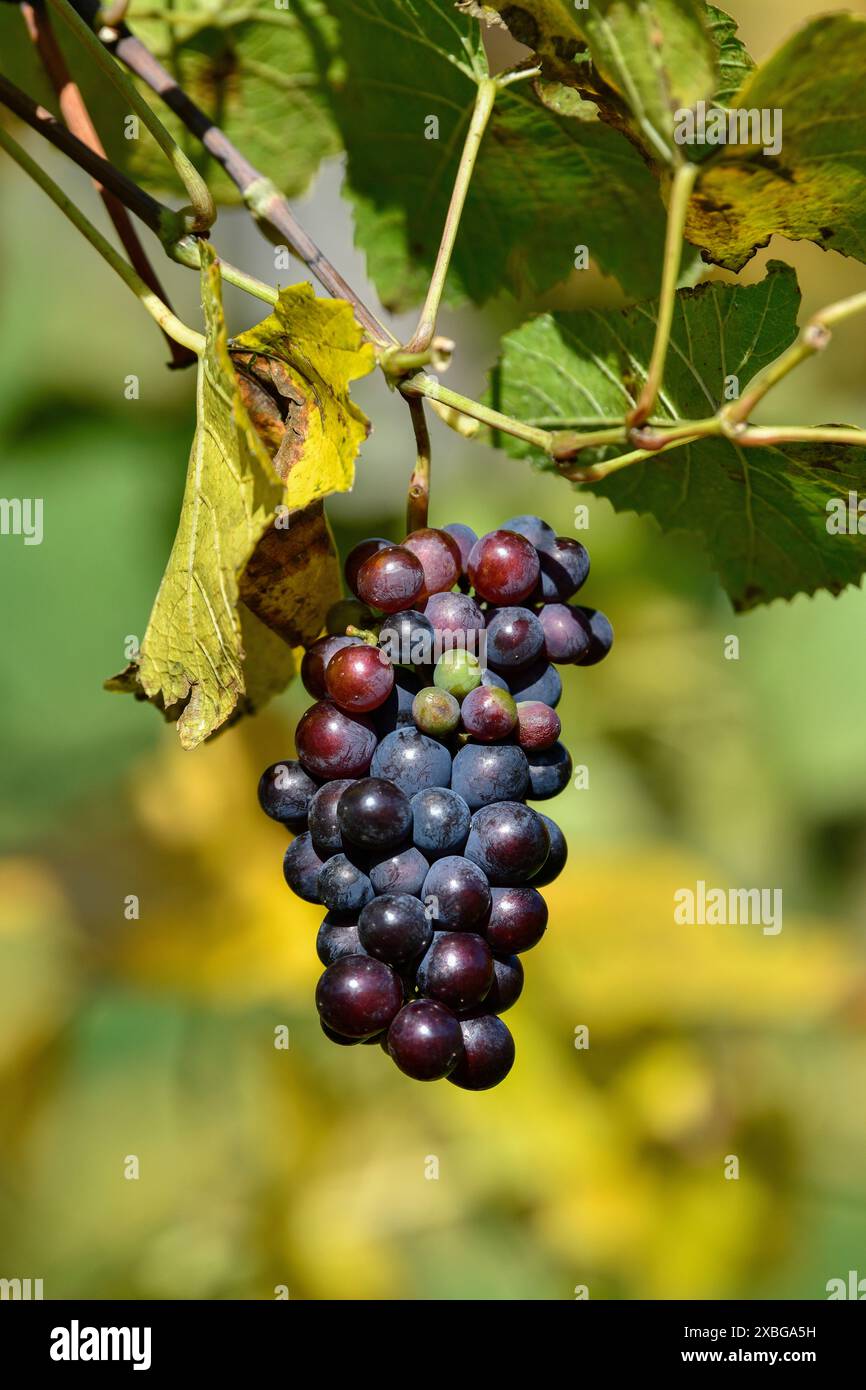 botany, red, grapes, Leaves, ADDITIONAL-RIGHTS-CLEARANCE-INFO-NOT ...