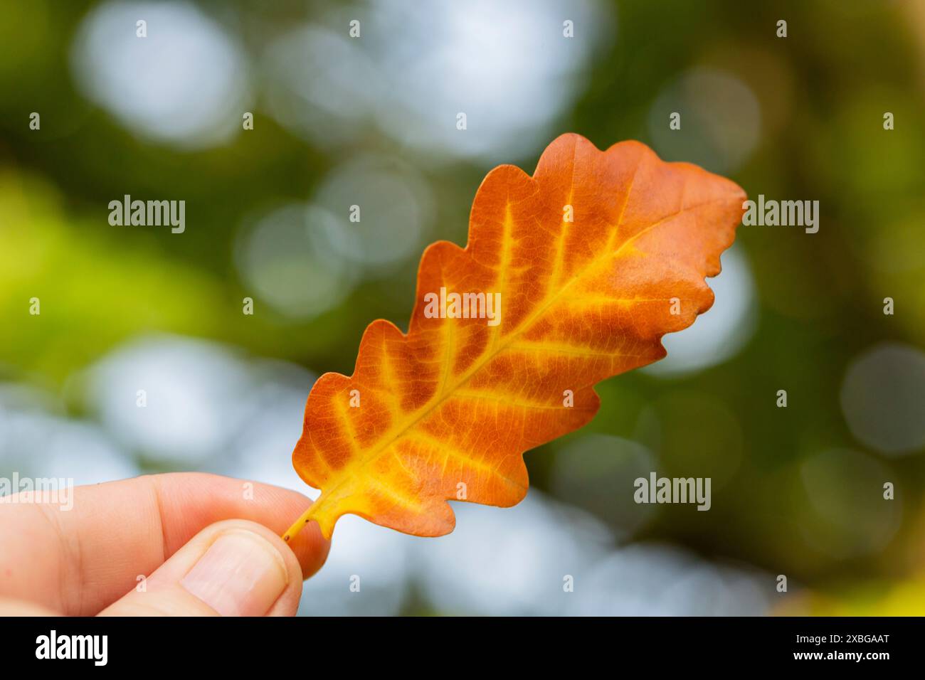 Close up of hand holding backlit oak leaf on a fall day in a forest ...