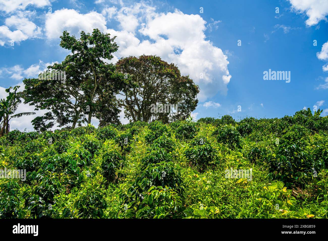 Coffee Plantation, Quindio, Colombia Stock Photo - Alamy