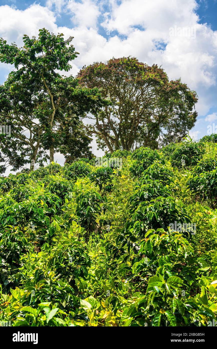 Coffee Plantation, Quindio, Colombia Stock Photo - Alamy