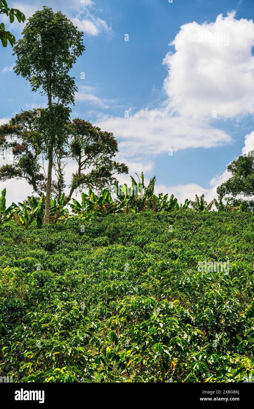 Coffee Plantation, Quindio, Colombia Stock Photo - Alamy