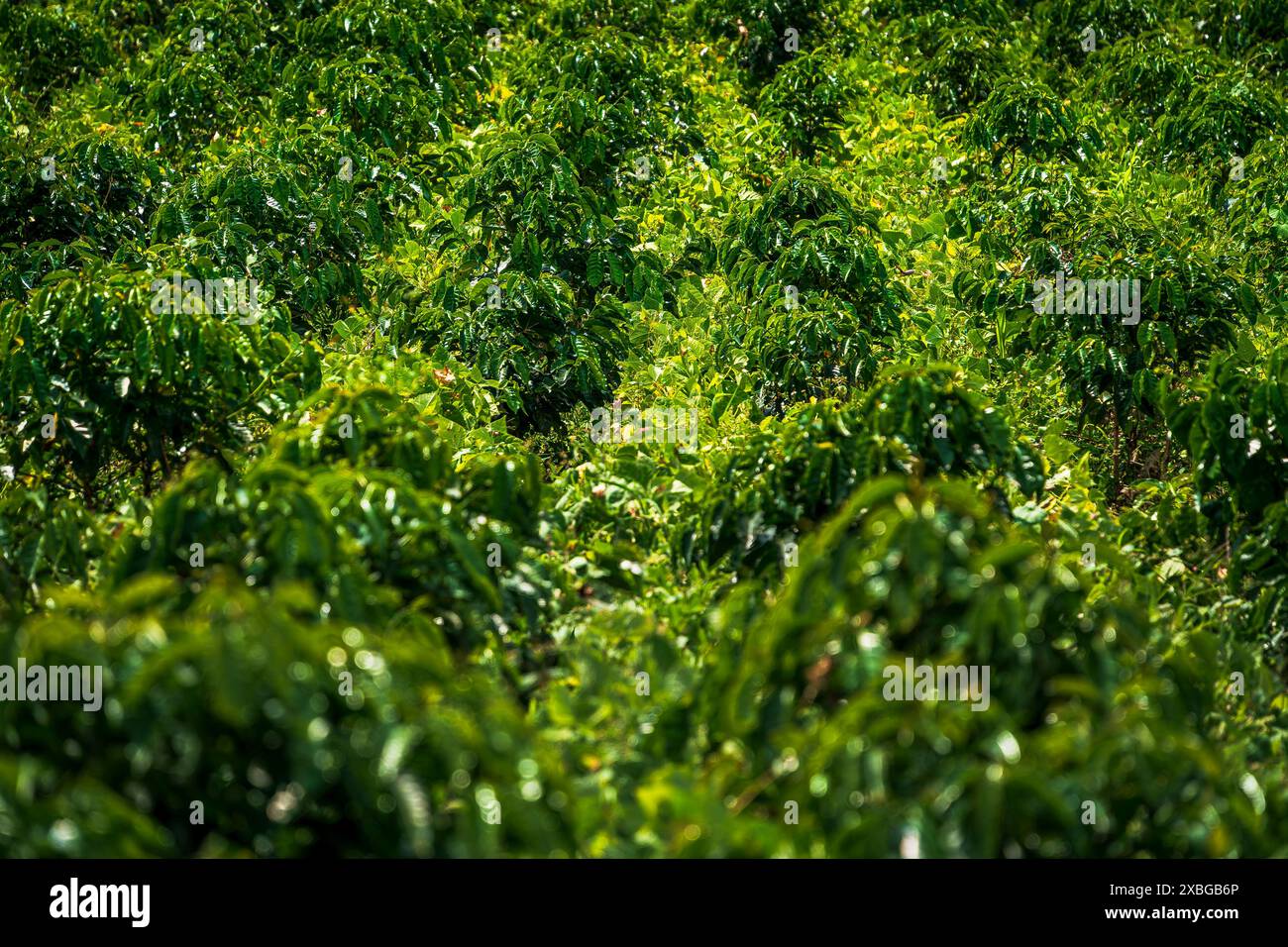 Coffee Plantation, Quindio, Colombia Stock Photo - Alamy
