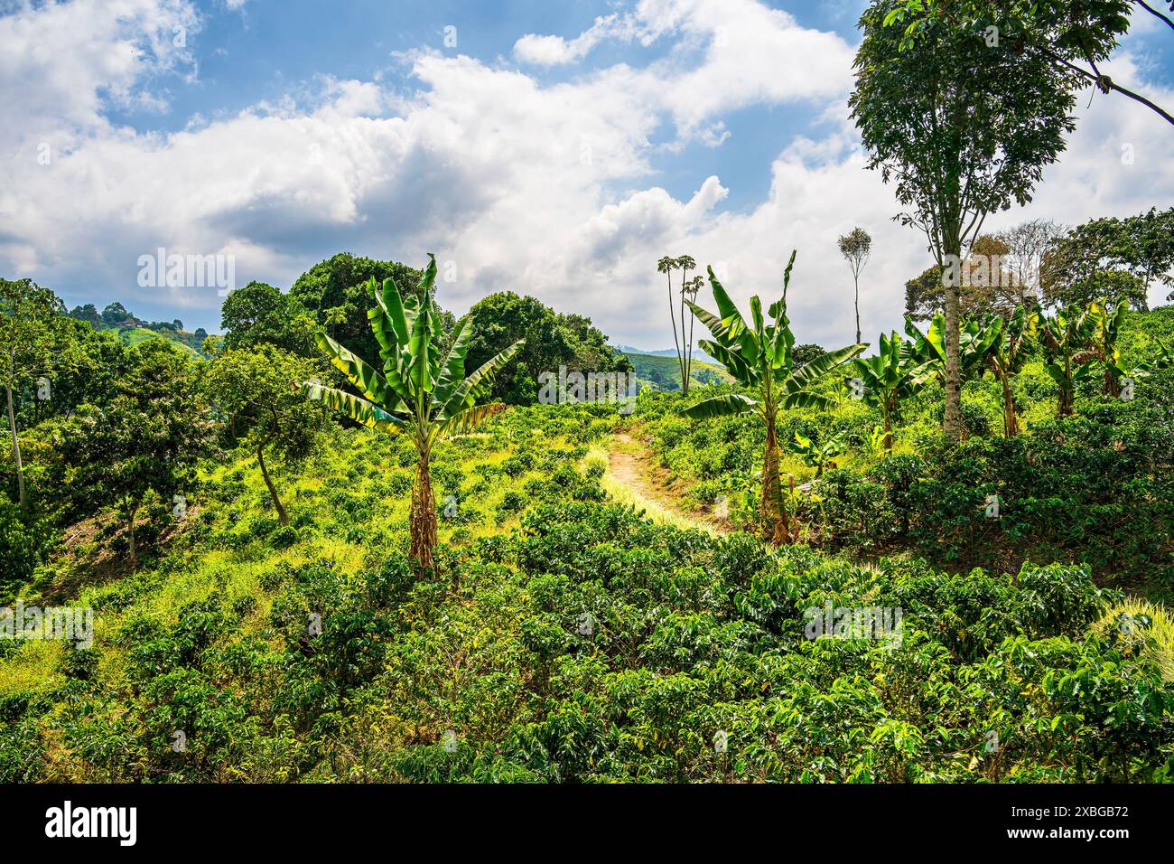 Coffee Plantation, Quindio, Colombia Stock Photo - Alamy