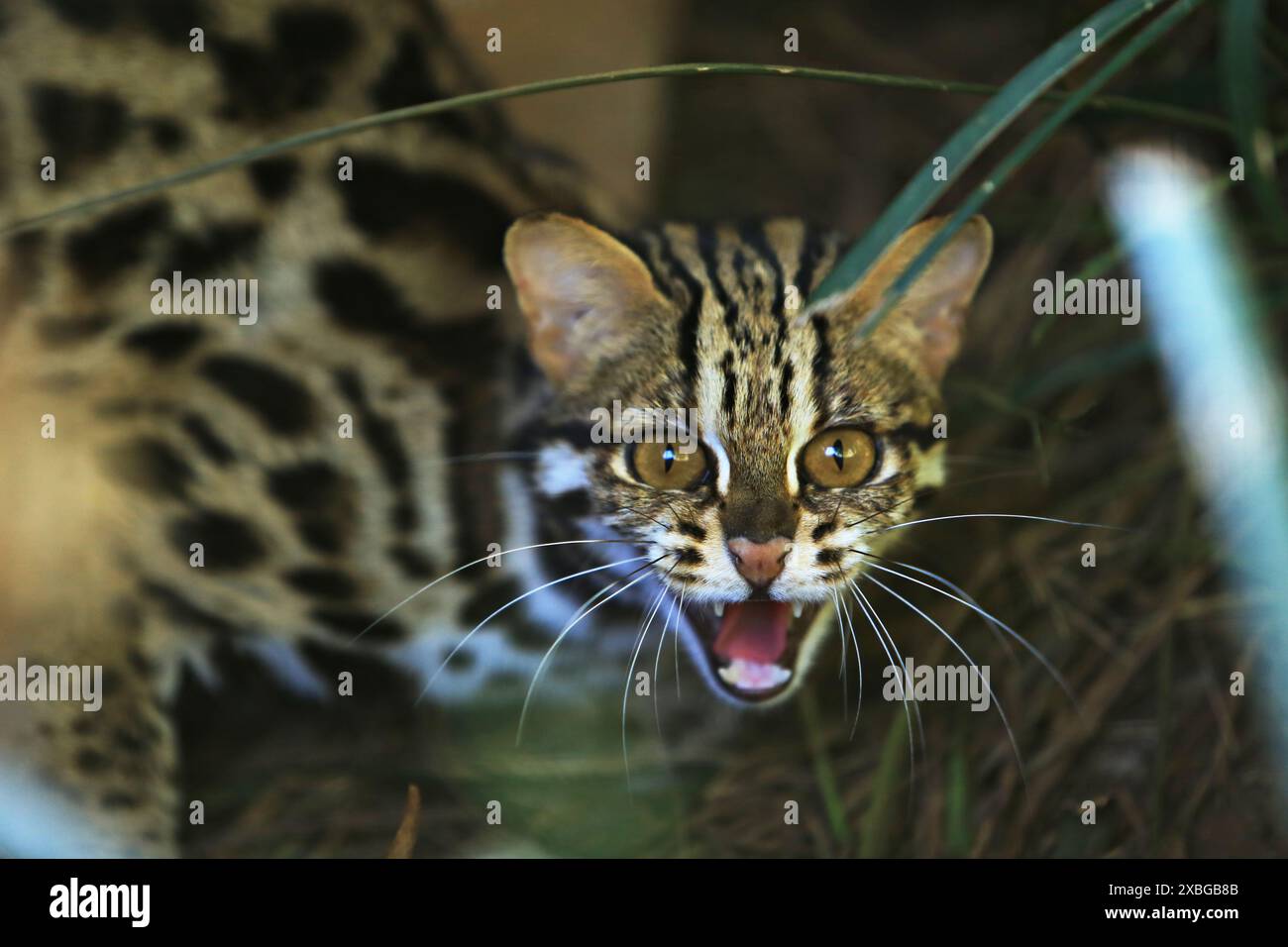 Marbled cat or Pardofelis marmorata is hissing, acting flustered ...
